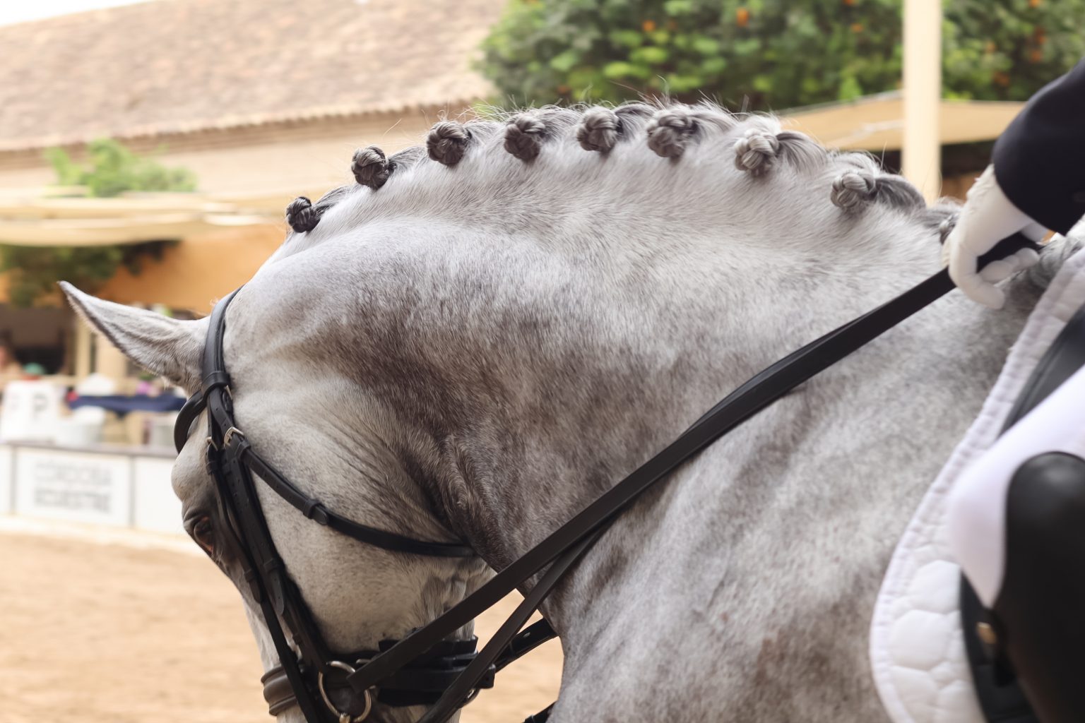 How to Braid Horse Hair - Oakfield | Blog